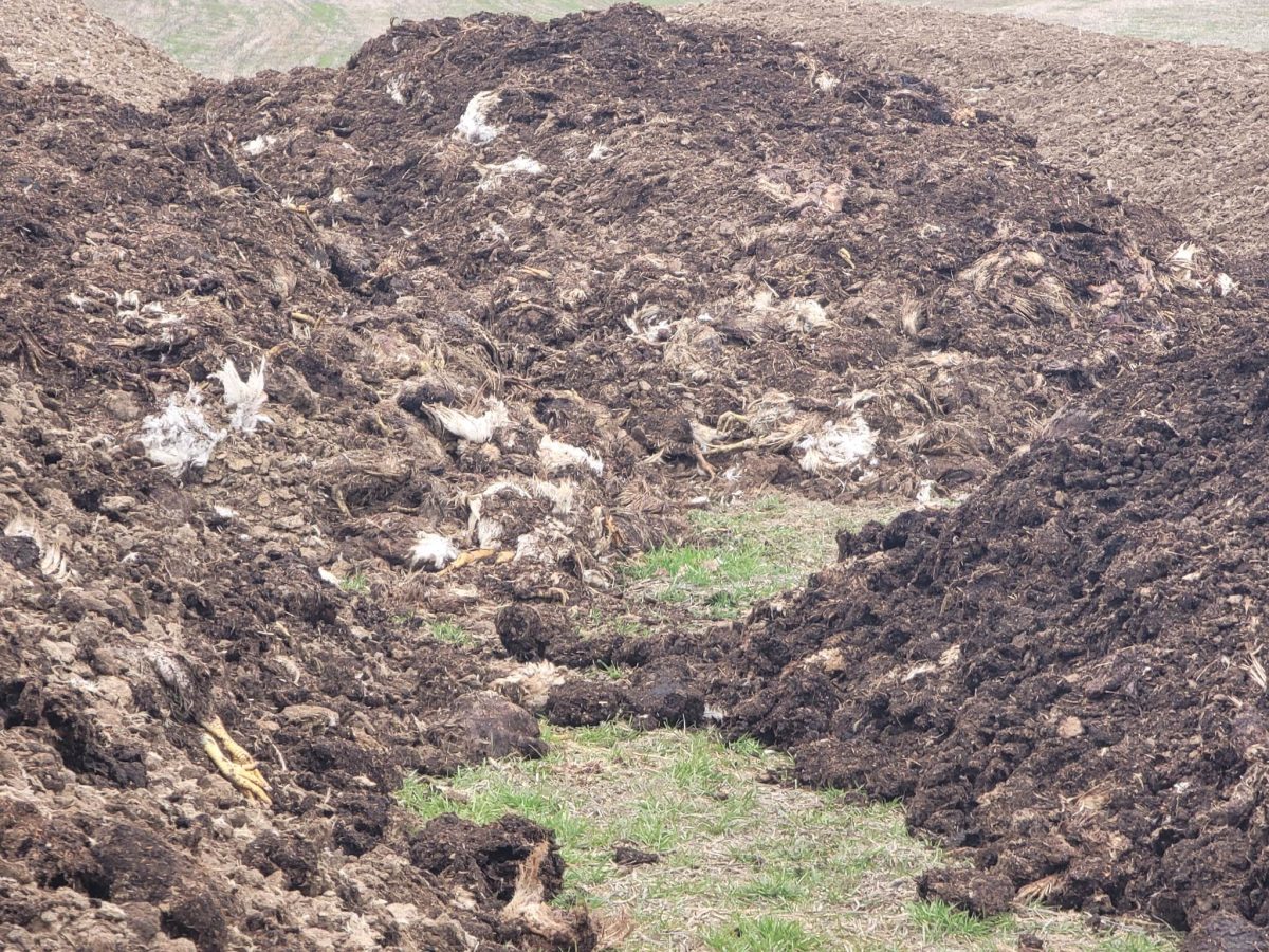 Piles of dead chickens dumped in Greenfield field – NWTN Today